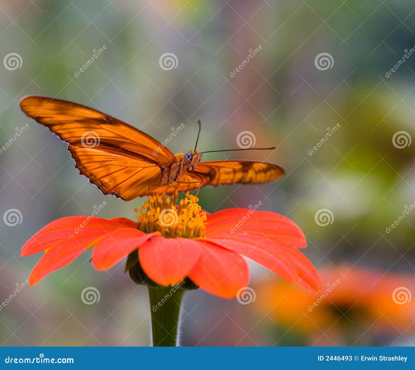 Julia Butterfly stock image. Image of pollination, julia - 2446493