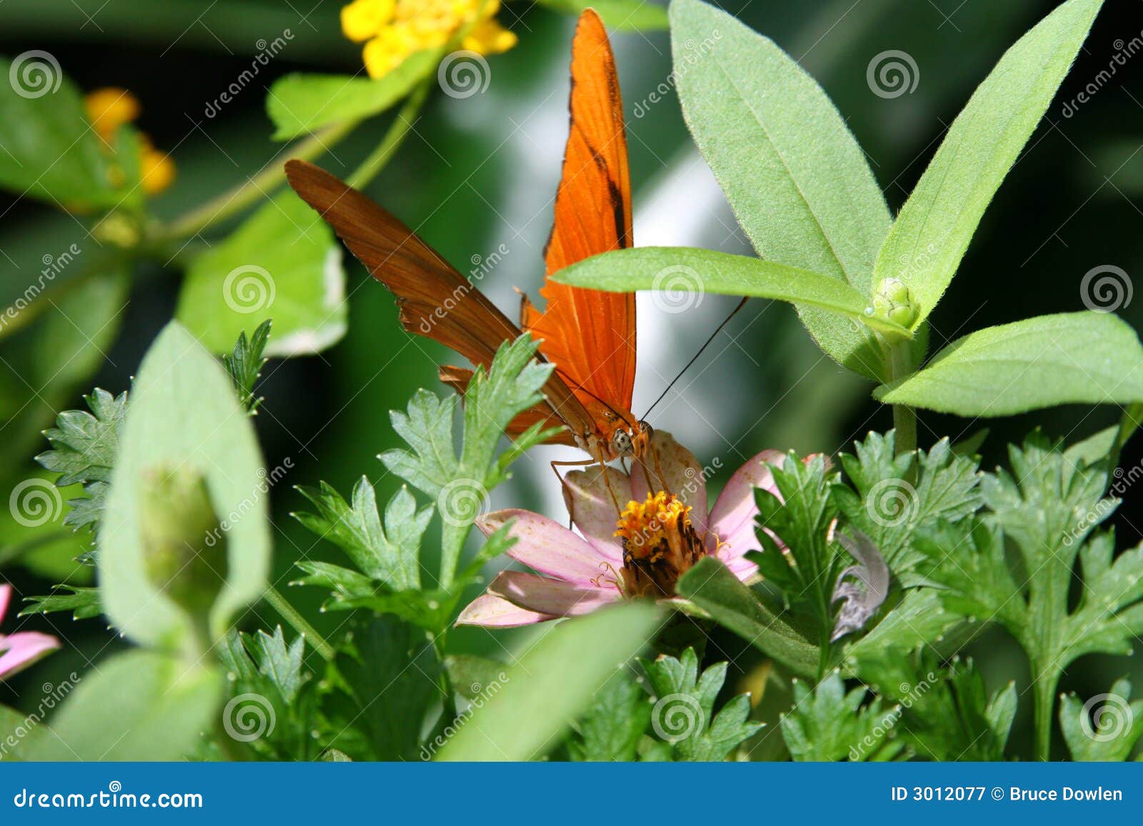 Julia Butterfly stock image. Image of julia, north, outdoors - 3012077