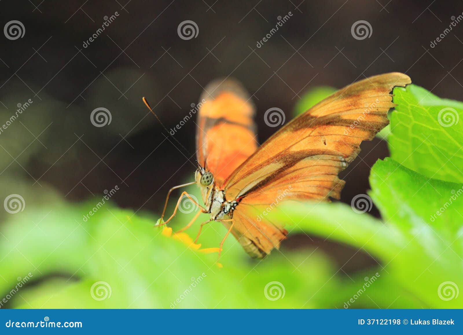 Julia butterfly stock photo. Image of nature, yellow - 37122198
