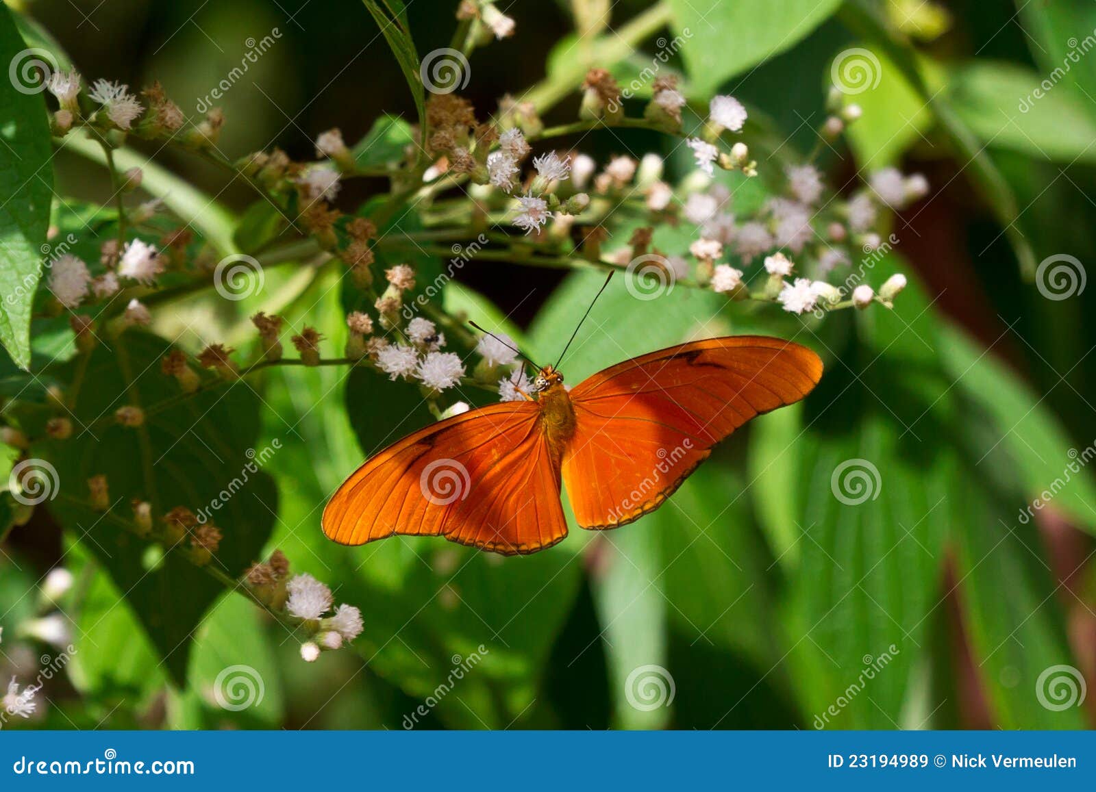 Julia Butterfly Aka Dryas Iulia Royalty-Free Stock Photography ...