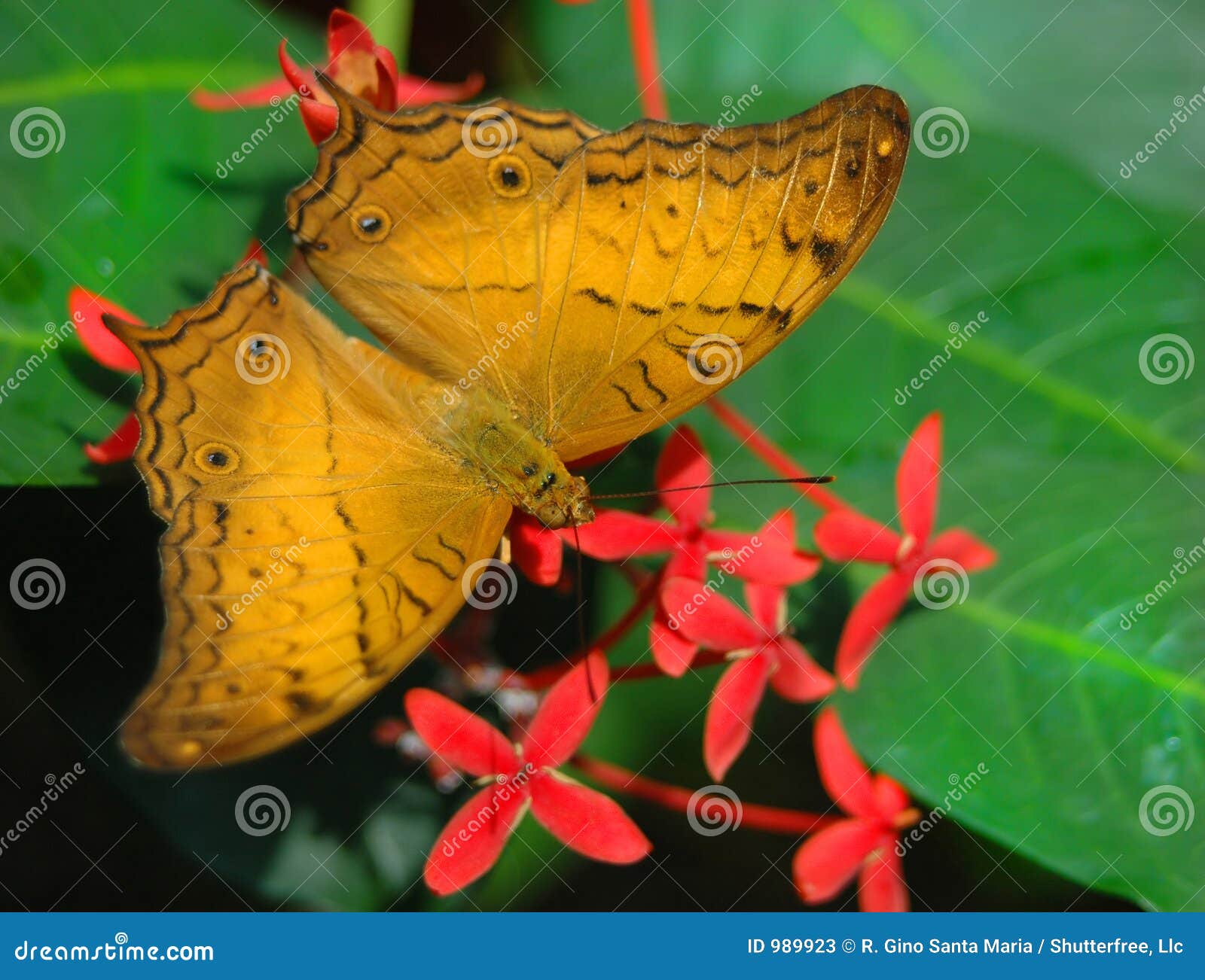 Julia Butterfly and Flowers Stock Image - Image of invertebrate, orange ...
