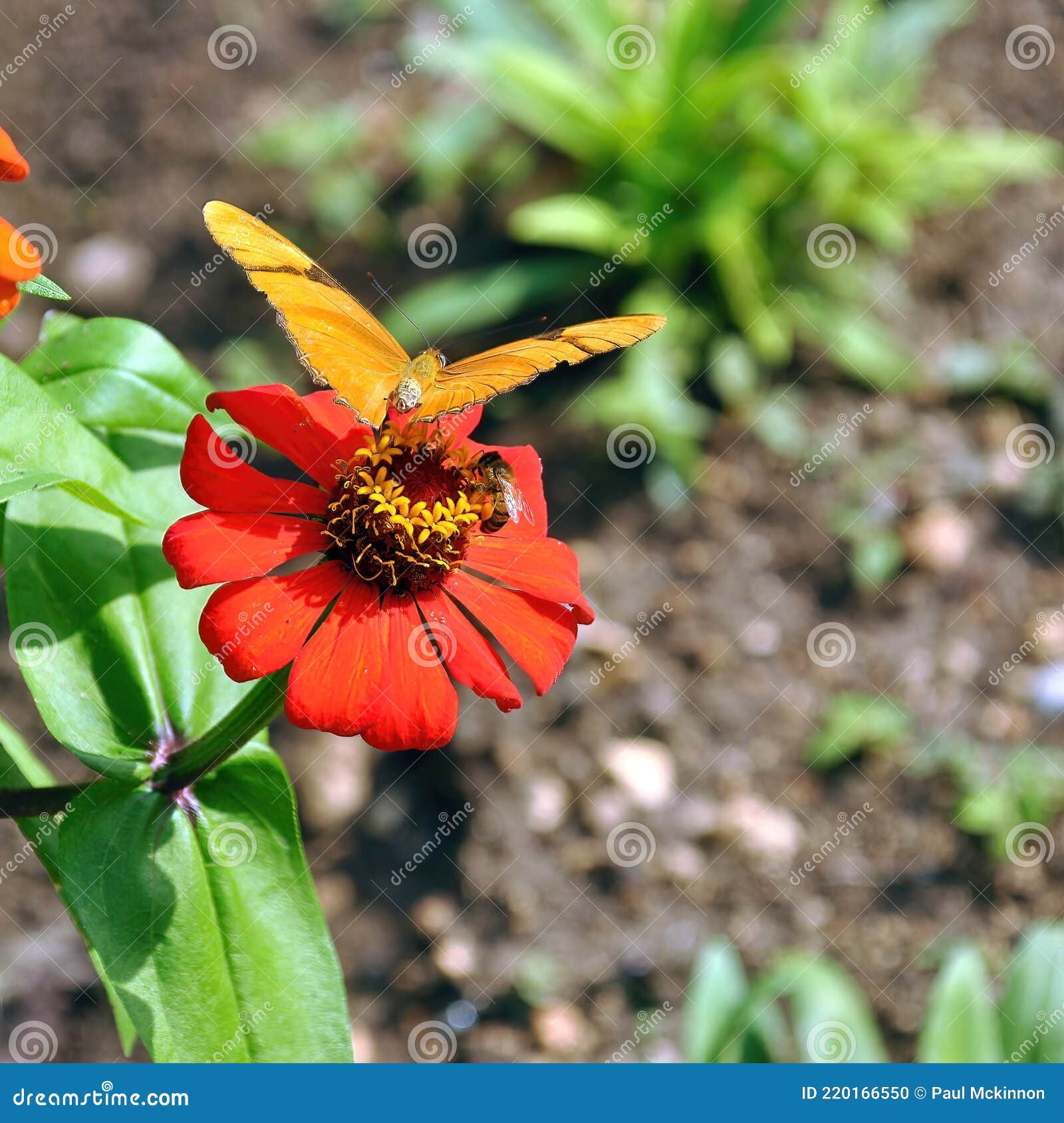 Butterfly and Bee on Flower Stock Photo - Image of flying, garden ...