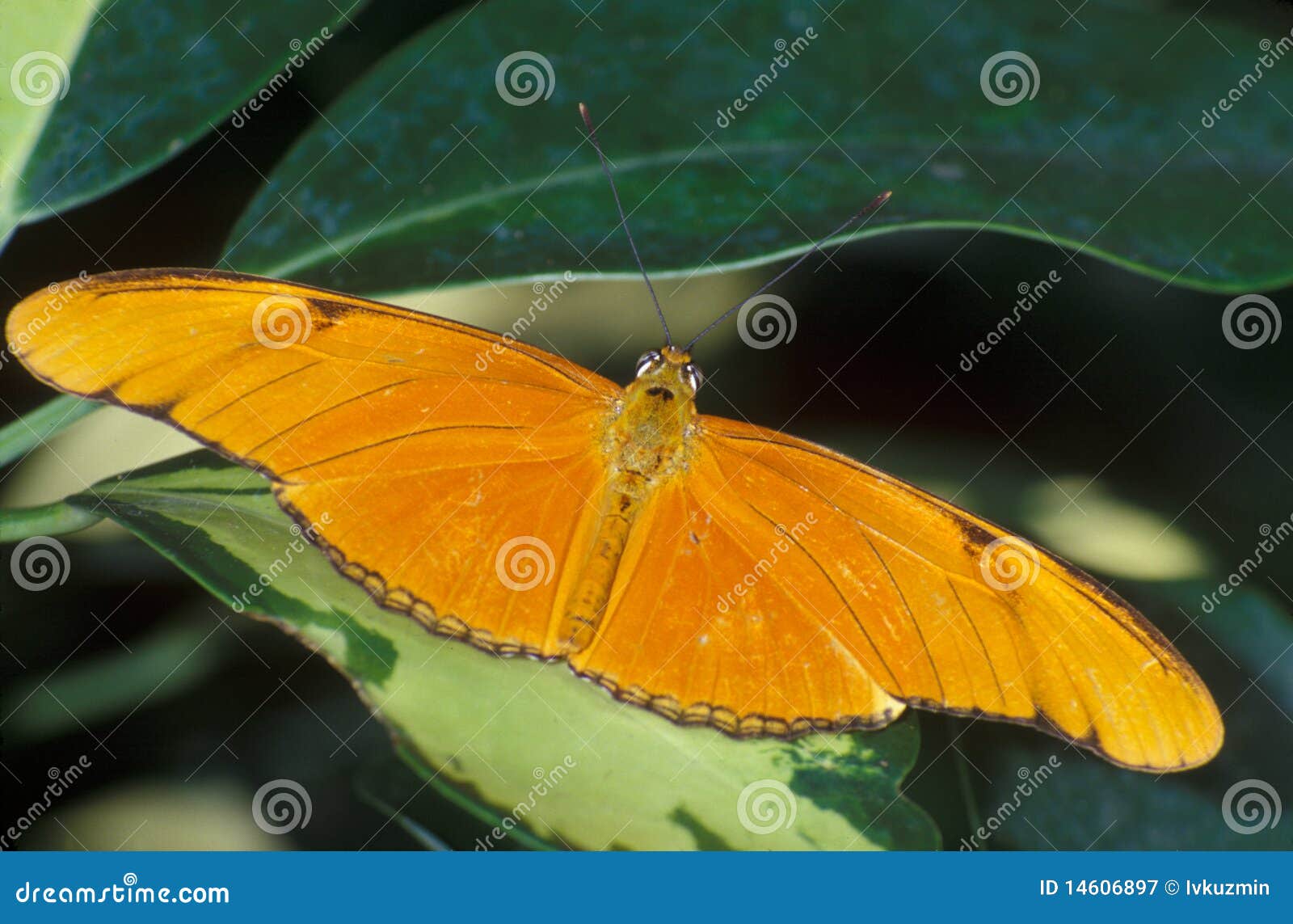 Dryas Julia Butterfly On Green Leaf With Wings Open Stock Photo ...