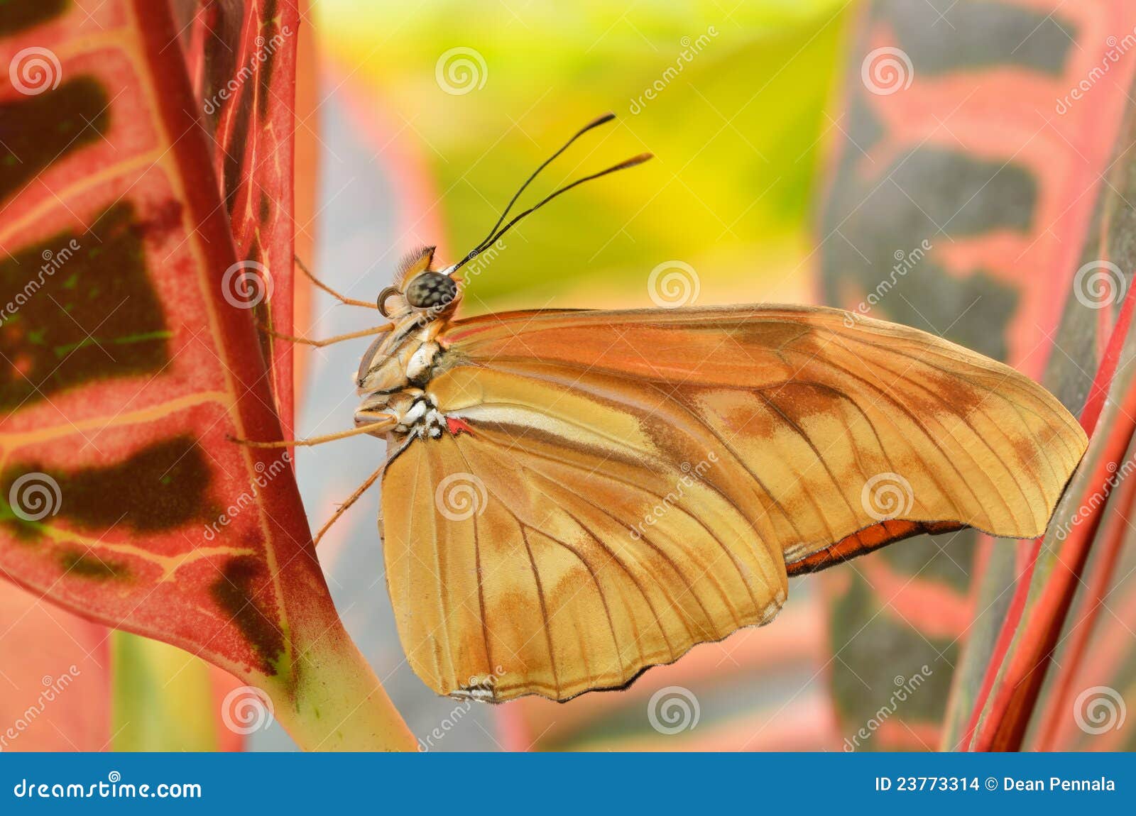 Julia Longwing Butterfly stock photo. Image of face, wildlife - 23773314