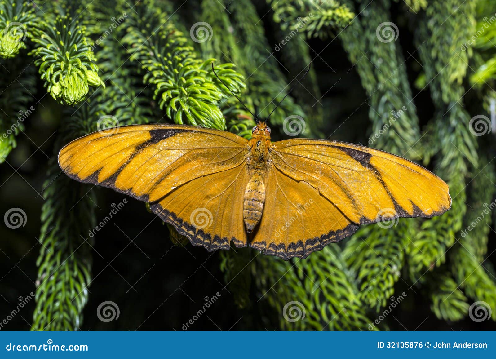 Julia Longwing (Dryas Iulia) Butterfly Stock Photo - Image of plants ...