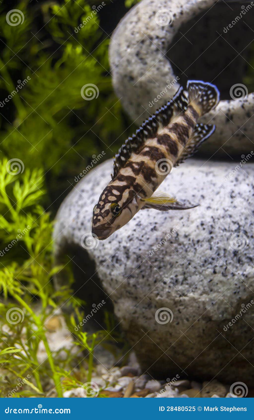 Julidochromis transcriptus stock image. Image of julidochromis - 28480525