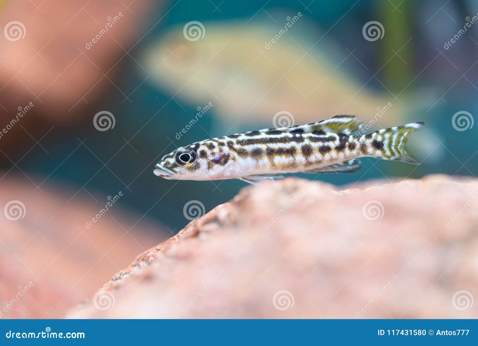 Julidochromis Transcriptus