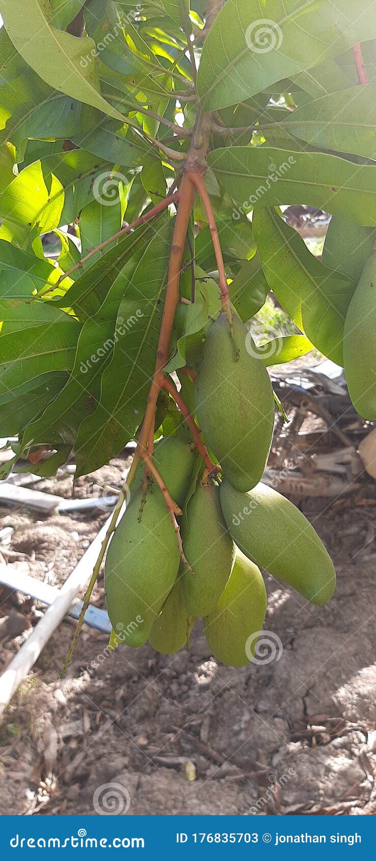 Julie Mango Fruit On Tree Royalty-Free Stock Photography ...