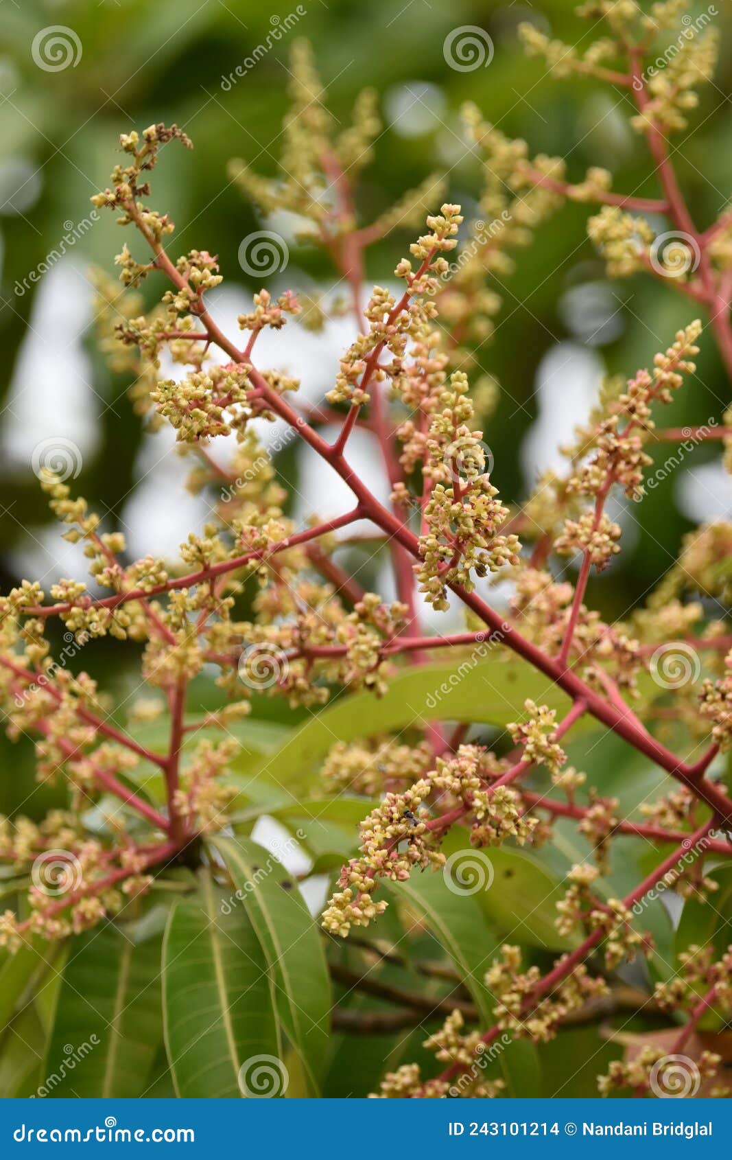 Julie Mango Tree Flowering stock photo. Image of wildflower - 243101214