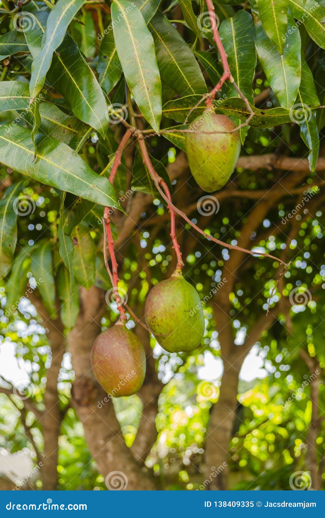Julie Mangoes on Tree imagen de archivo. Imagen de julia - 138409335