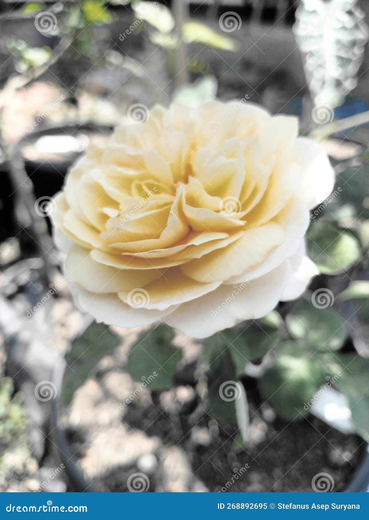 Juliet roses in the garden stock image. Image of rose - 268892695