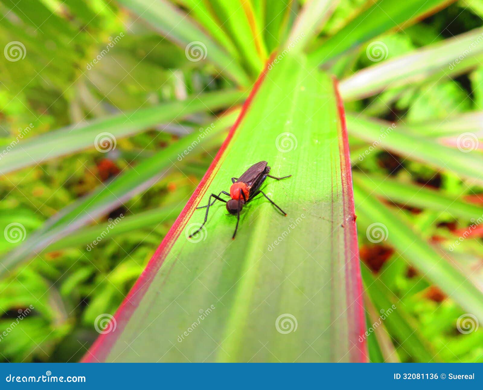July bug stock photo. Image of macro, insect, queensland - 32081136