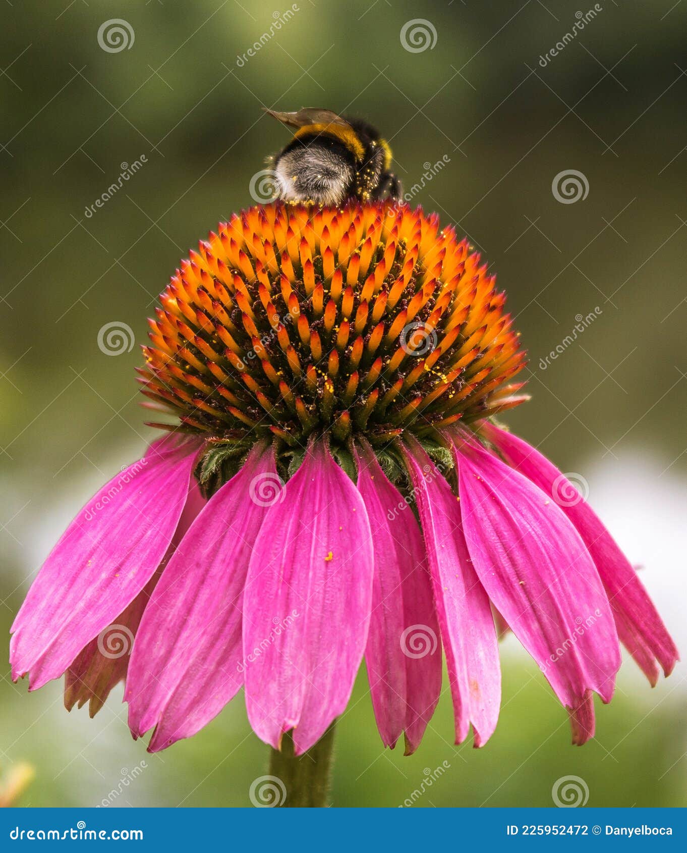 July at the end stock photo. Image of sunlight, nature - 225952472