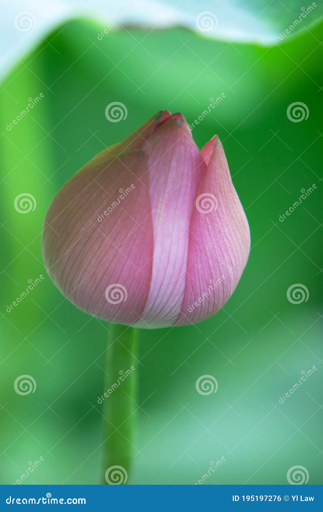 8 July 2007 a Lotus Flower. Root, Green. at Hk Stock Photo - Image of ...