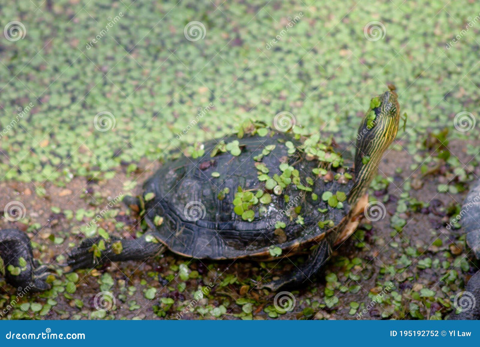 2 July 2007 Painted Turtles Basking in the Sun at the Pool Stock Photo ...