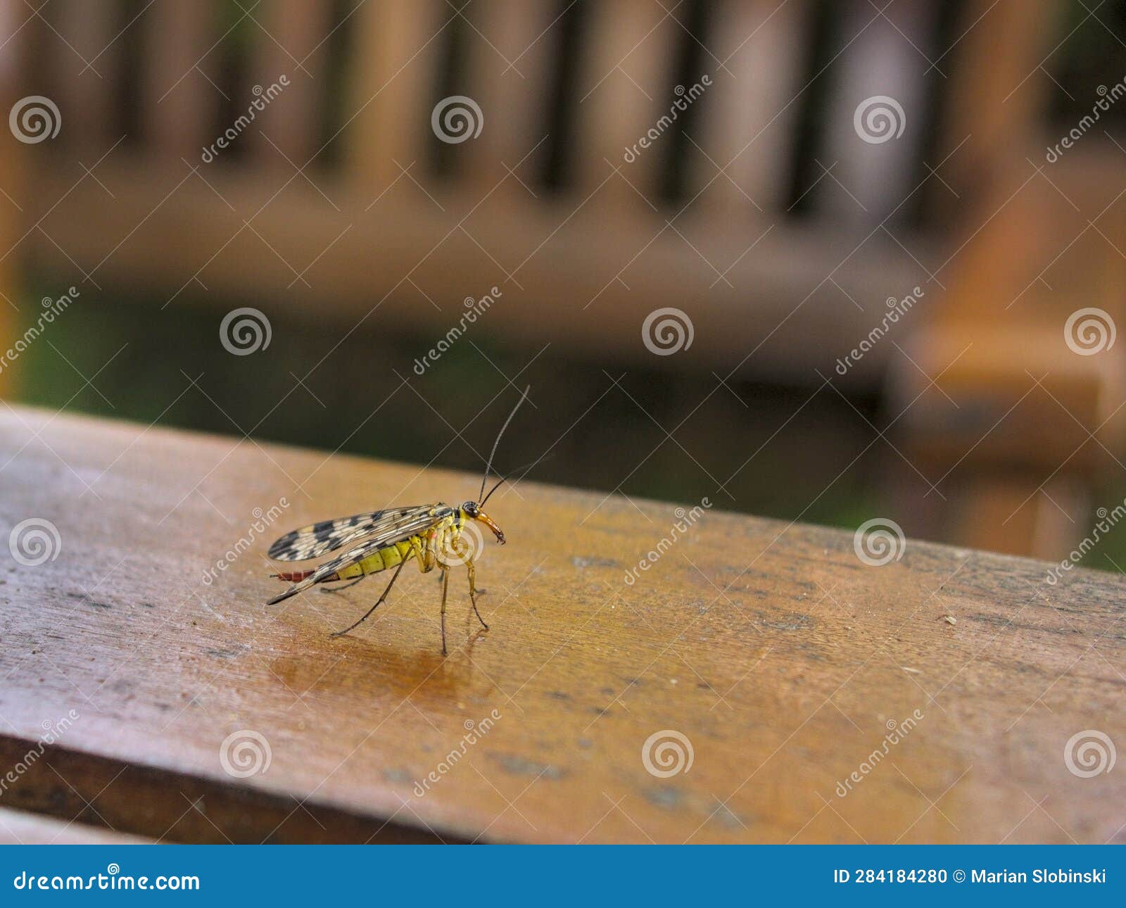 Shrew Insect on the Garden Table. Stock Photo - Image of yellow, beetle ...