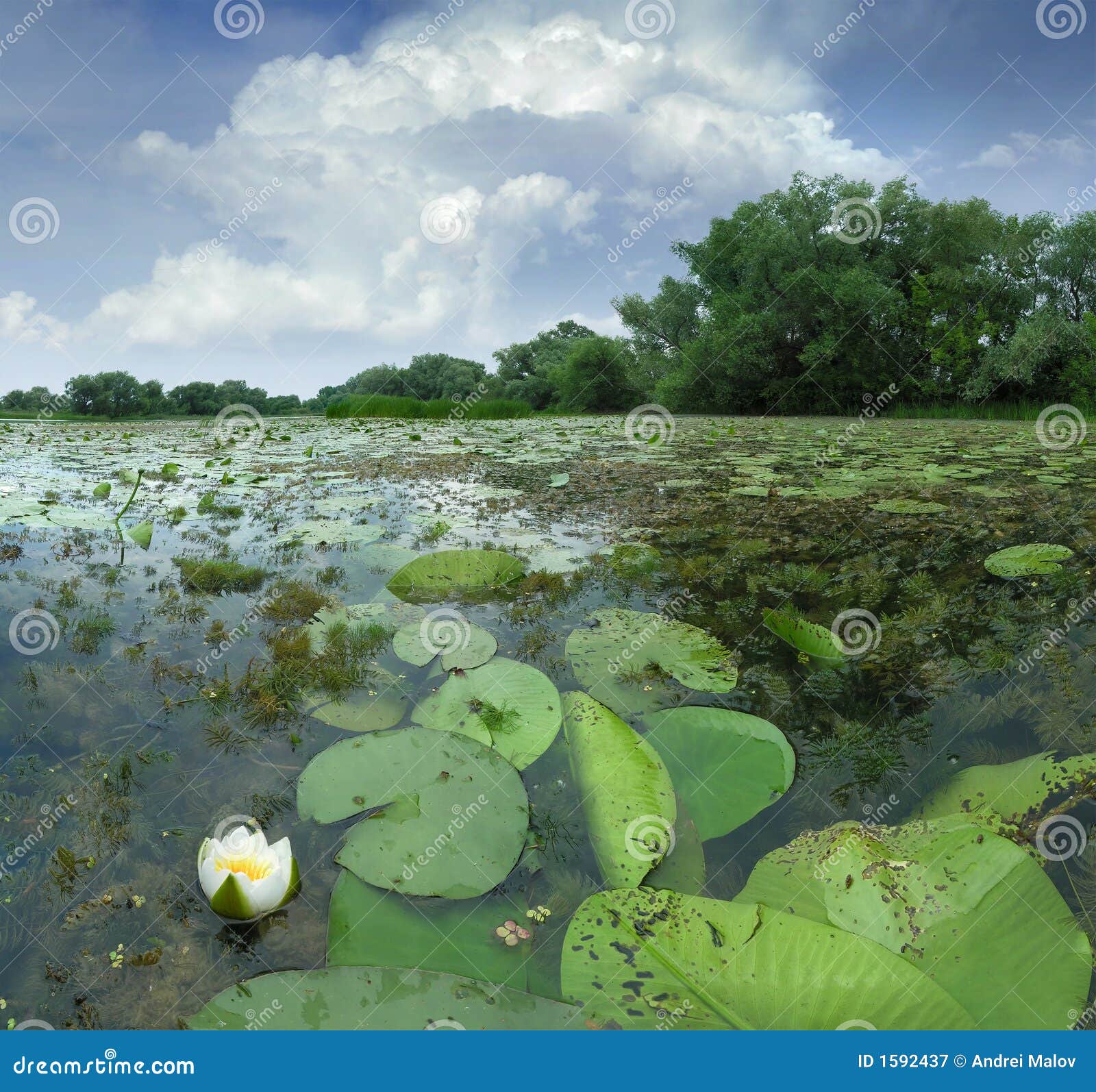 July water landscape stock image. Image of landscape, flowers - 1592437