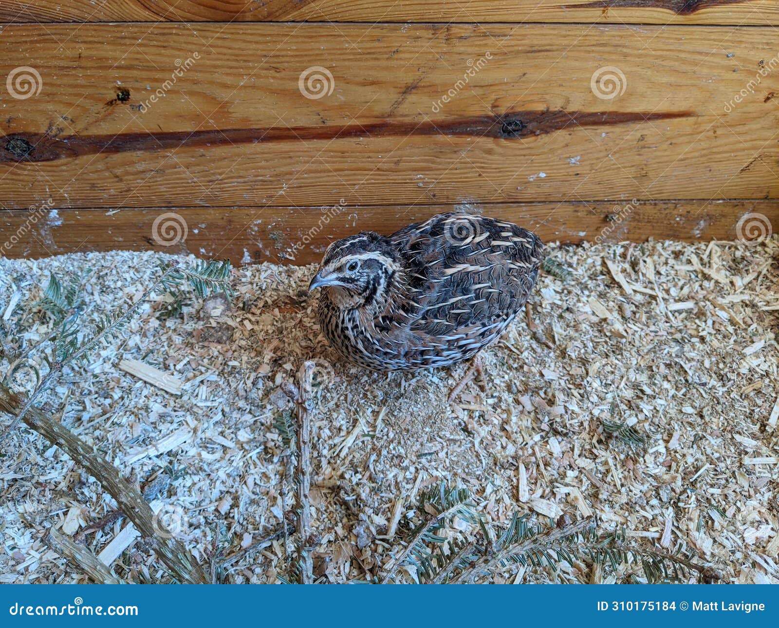 Jumbo Coturnix Quail in a Brooder Stock Photo - Image of animal ...