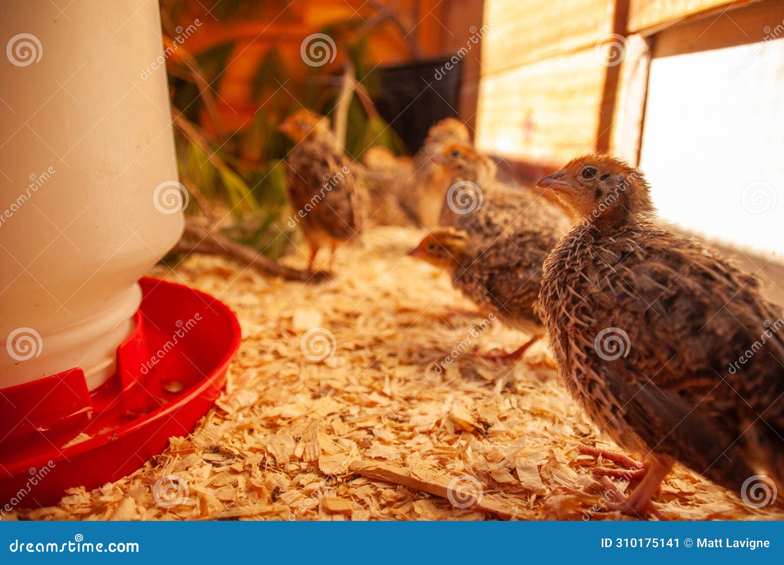Jumbo Coturnix Quail in a Brooder Stock Image - Image of outdoors ...
