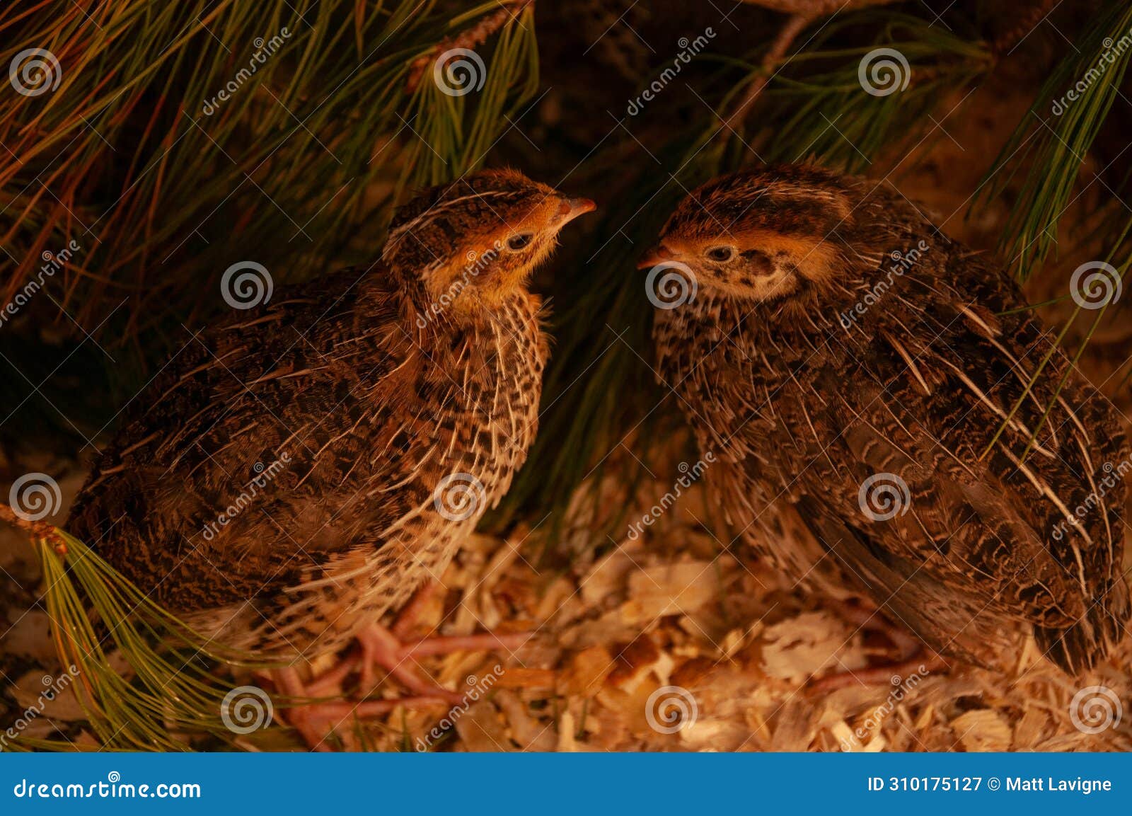 Jumbo Coturnix Quails in a Brooder Stock Image - Image of black ...