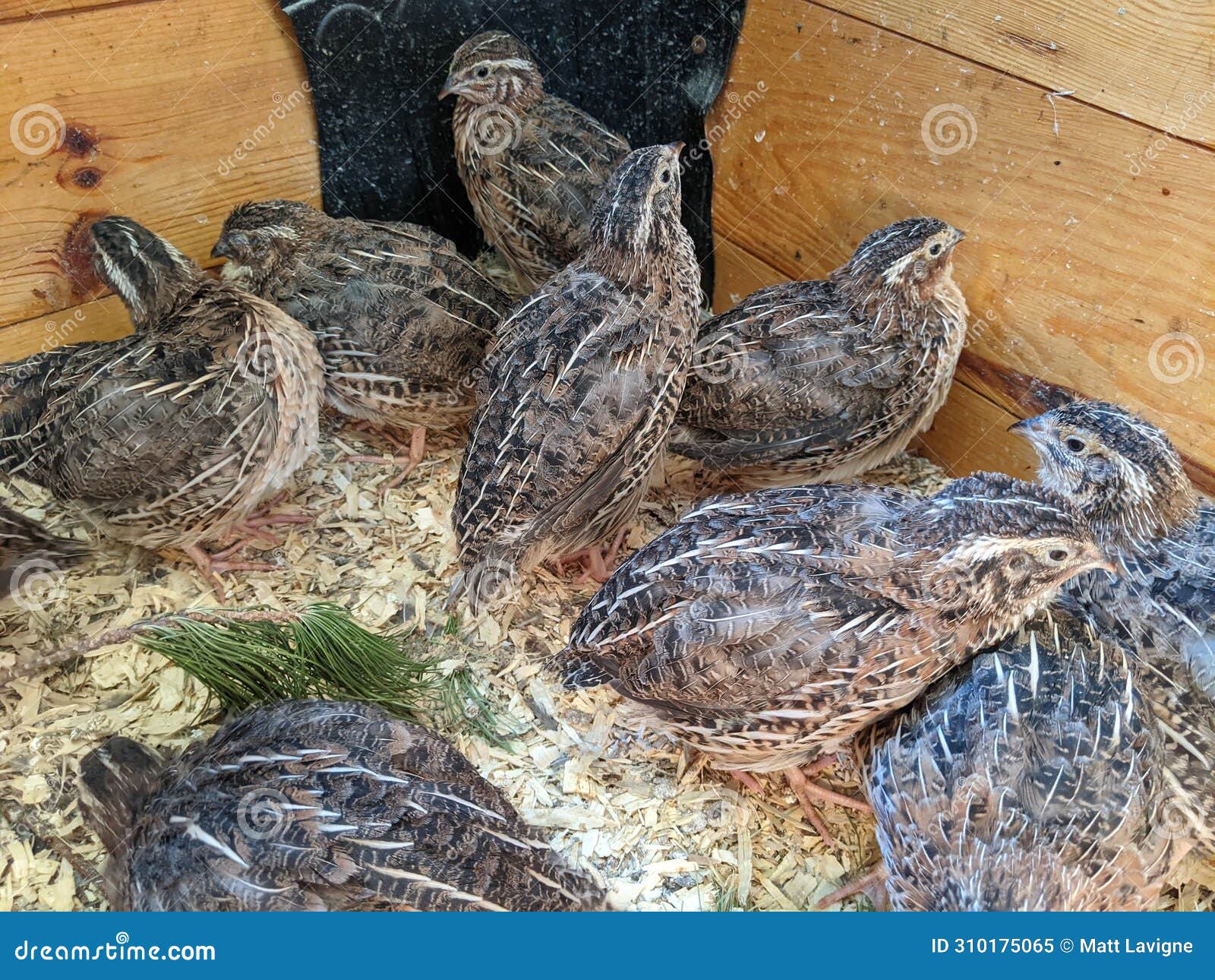Jumbo Coturnix Quails in a Brooder Stock Image - Image of equipment ...