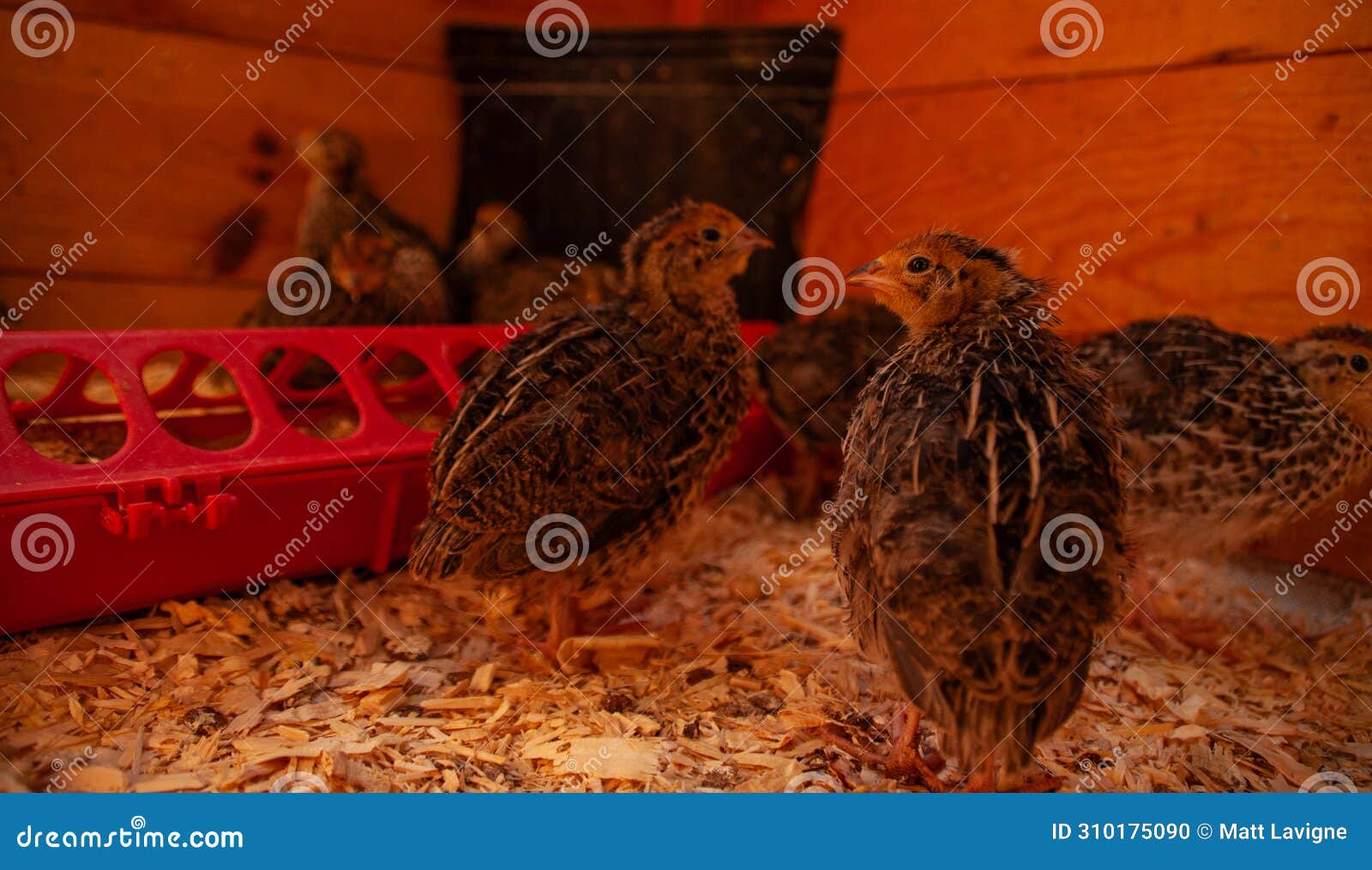 Jumbo Coturnix Quails in a Brooder Stock Photo - Image of activity ...