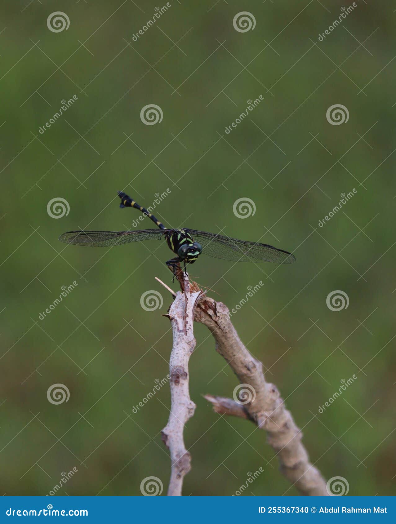 Jumbo Dragonfly on Tree Branch Stock Photo - Image of portrait, tree ...