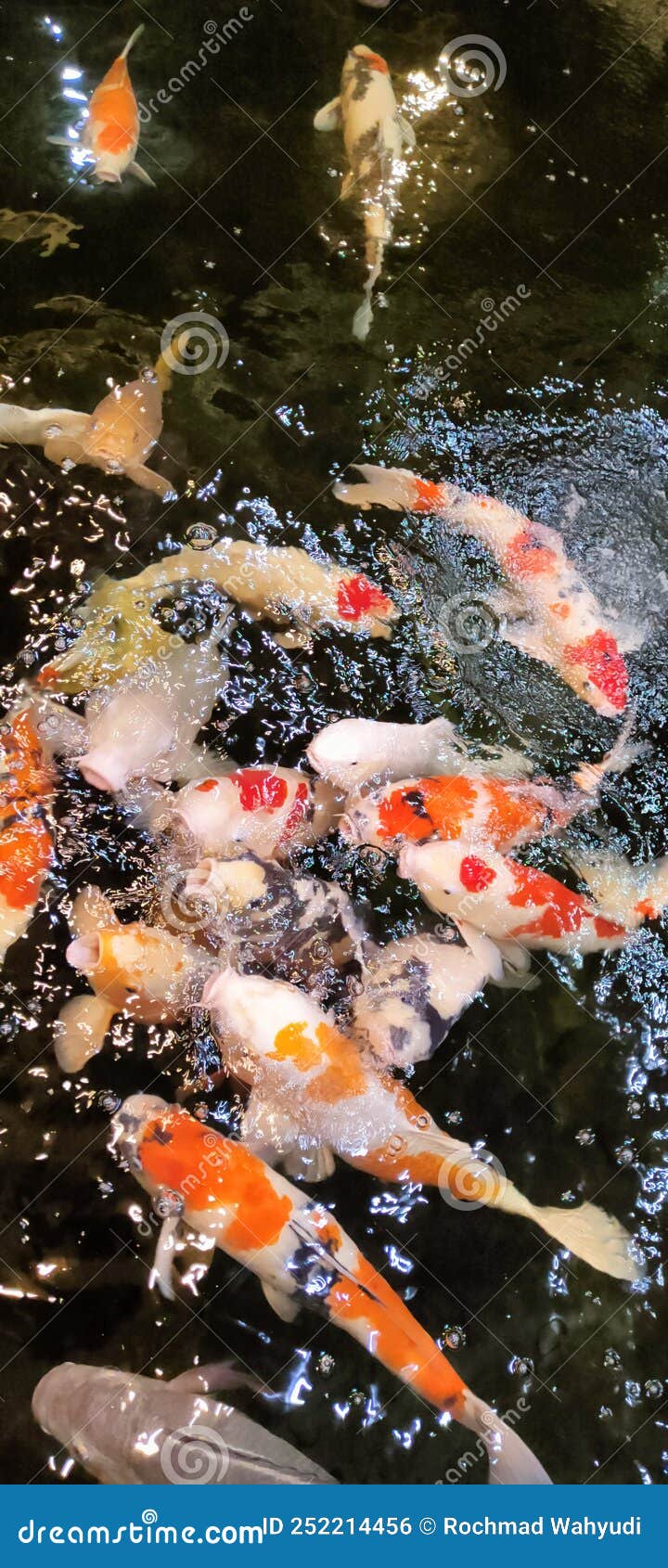 Jumbo koi fish in big pond stock photo. Image of jumbo - 252214456