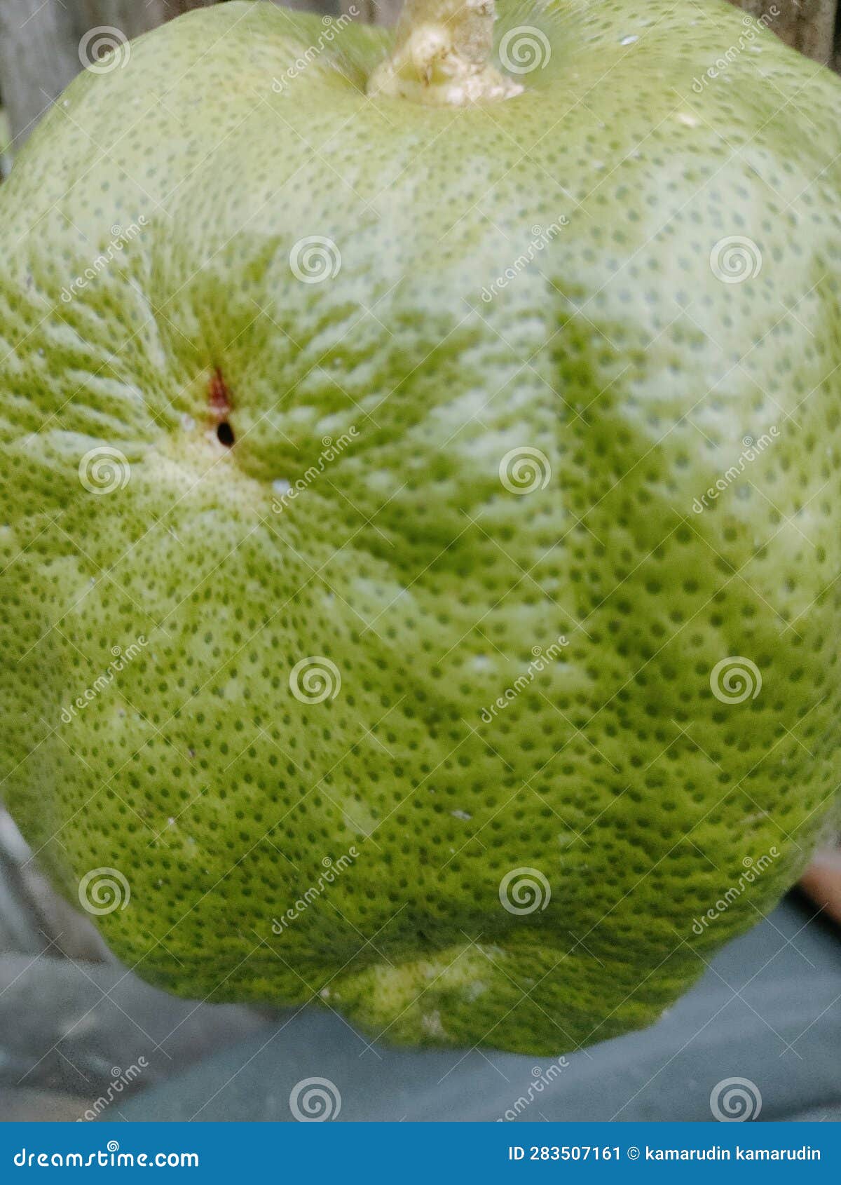 Jumbo size lime stock image. Image of loved, lime, size - 283507161