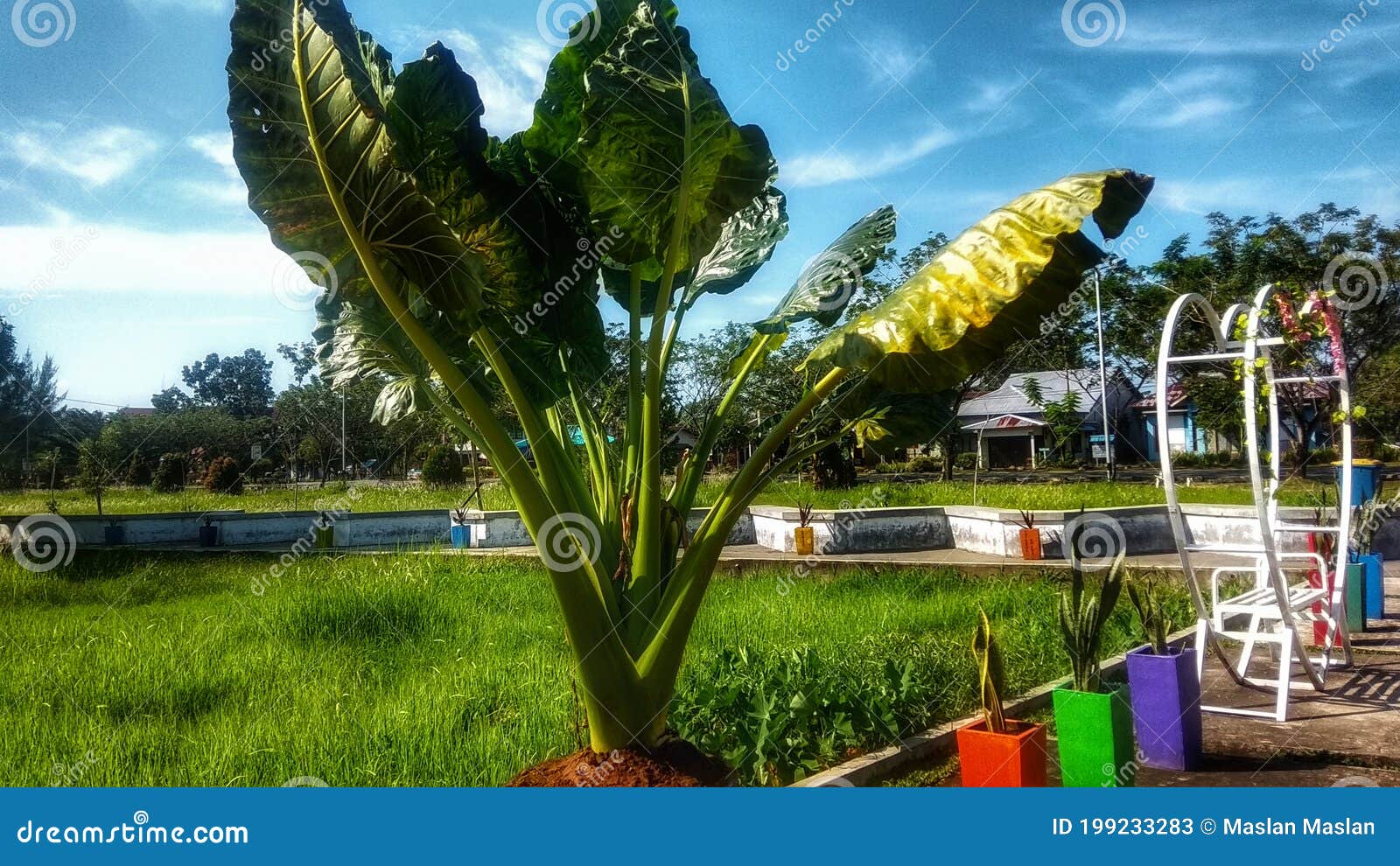 Jumbo taro tree stock image. Image of garden, jumbo - 199233283