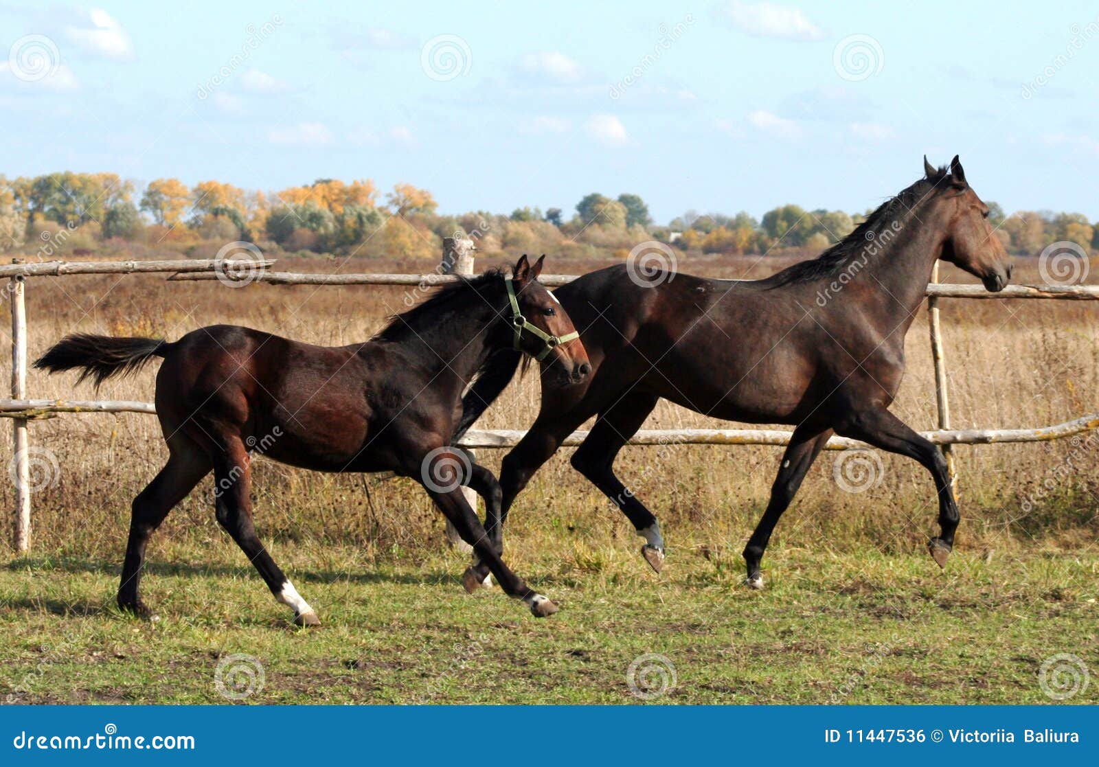 Jument avec le poulain photo stock. Image du bloodstock - 11447536
