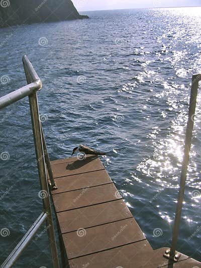 Jump? stock image. Image of platform, ocean, liveaboard - 231815