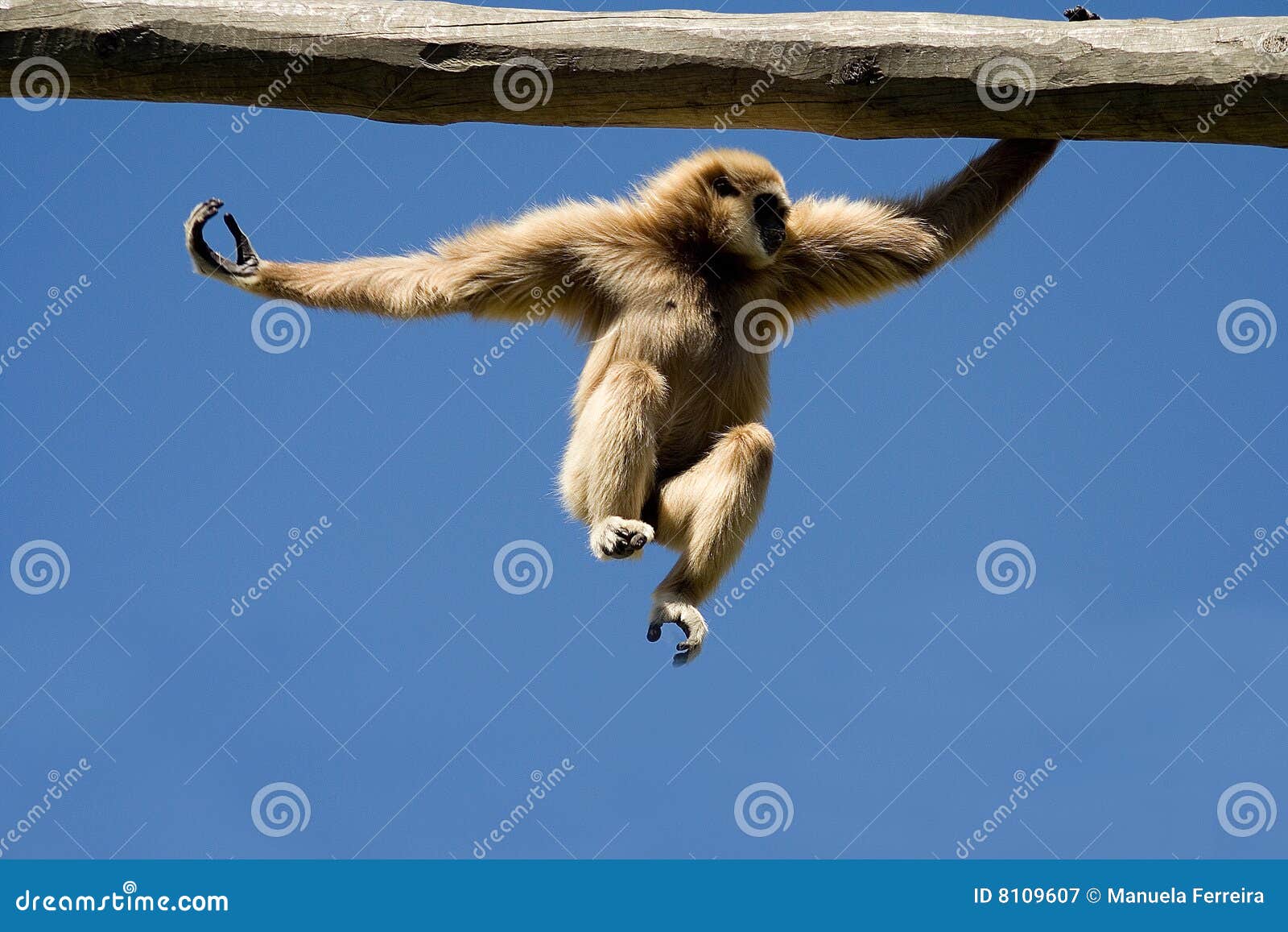 Jump stock image. Image of monkey, isolated, jumping, jump - 8109607