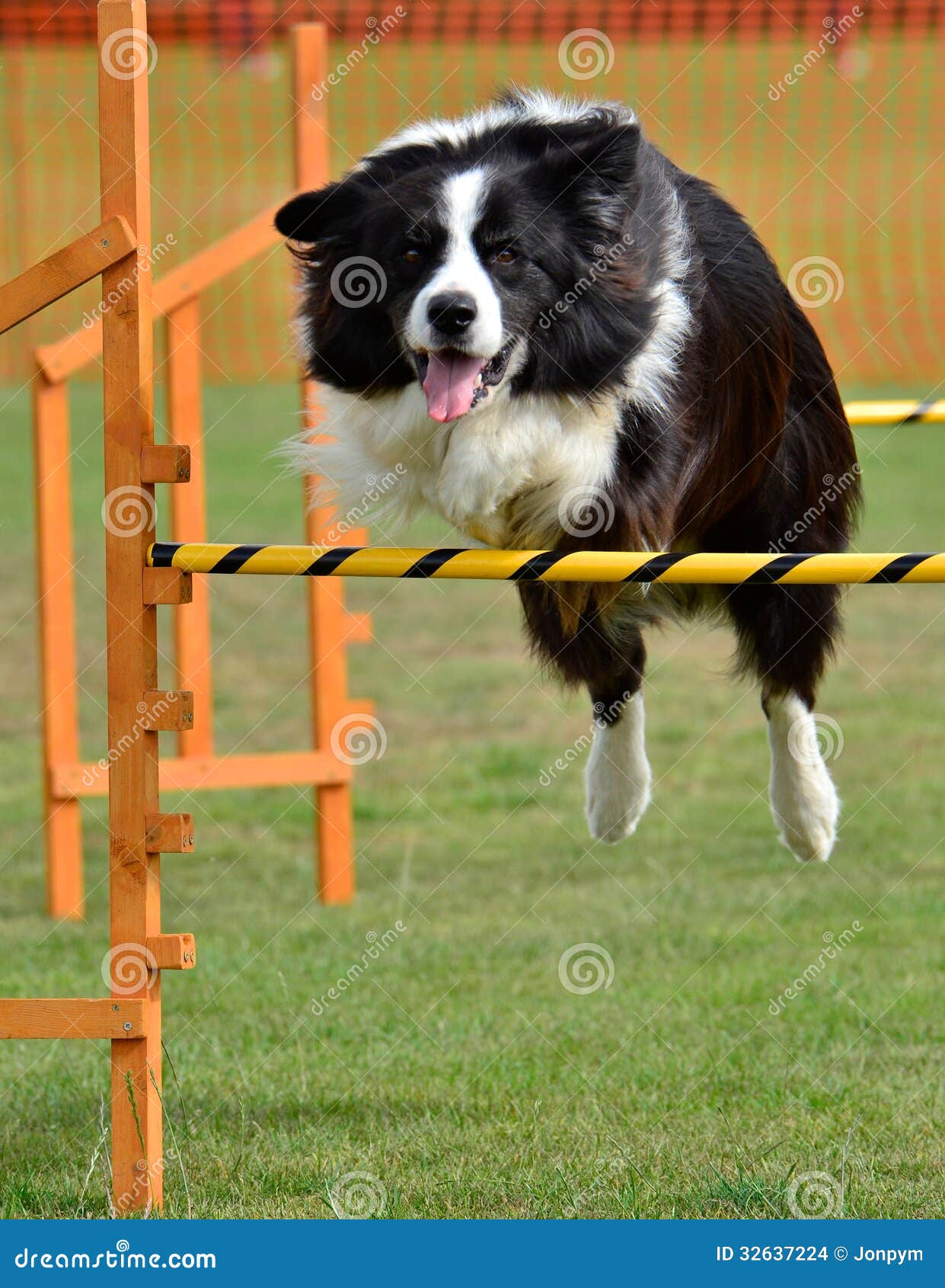 Jump agility stock photo. Image of animal, canine, friends - 32637224