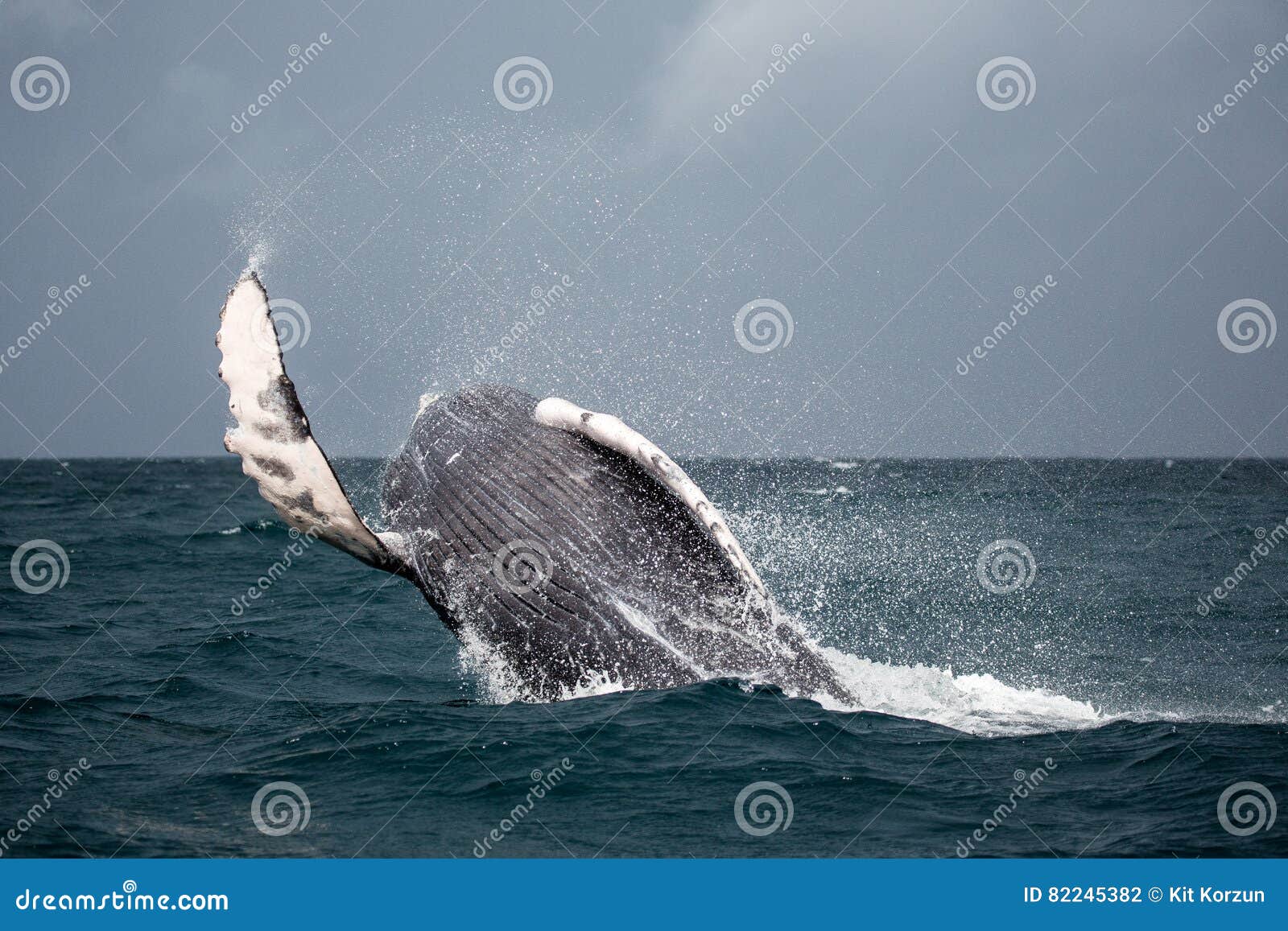 Jump of humpback whale stock photo. Image of silver, nature - 82245382