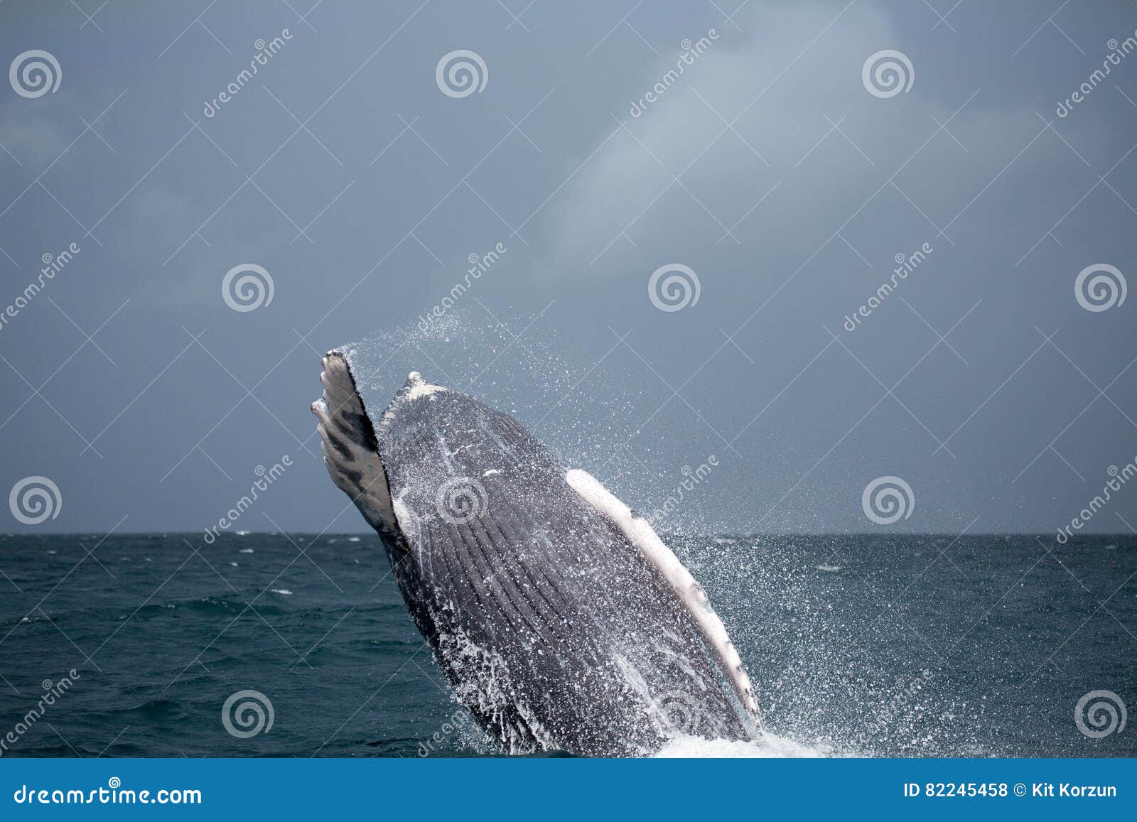 Jump of humpback whale stock photo. Image of belly, republic - 82245458