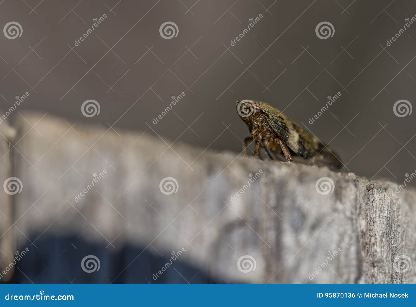 Jump insect on old tree stock photo. Image of male, black - 95870136