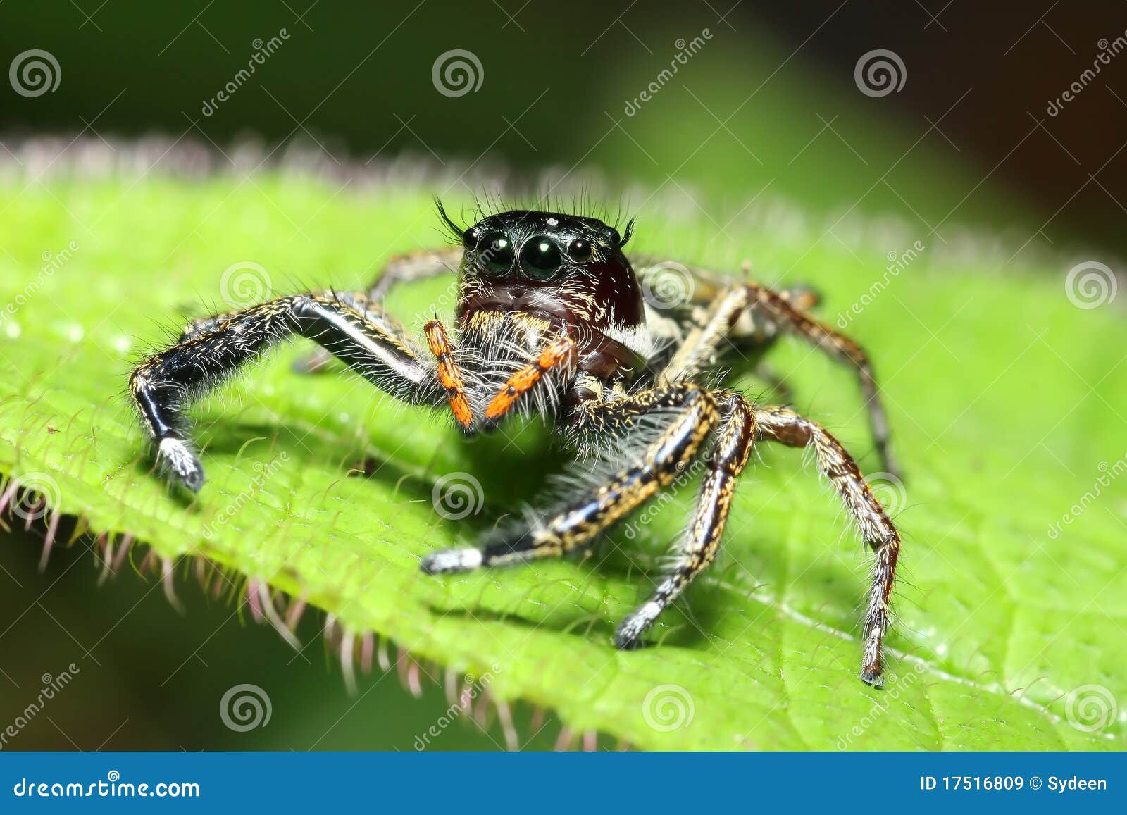 Jump spider stock image. Image of single, attractive - 17516809