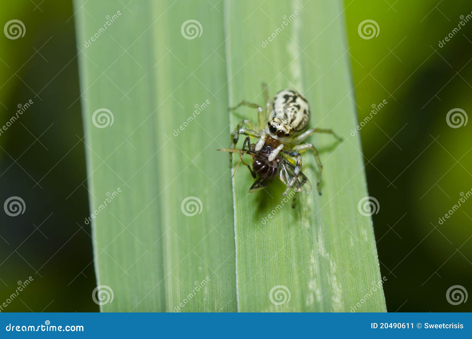 Jump spider eat bee stock image. Image of garden, wild - 20490611
