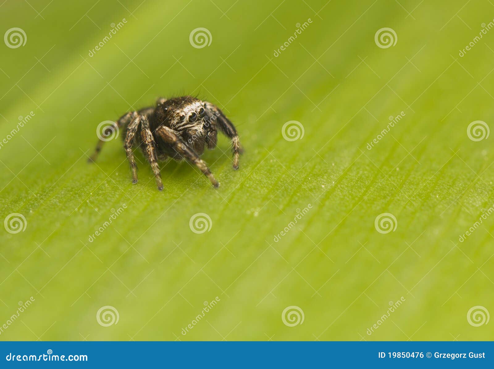 Jump spider - Evarcha stock photo. Image of blue, color - 19850476