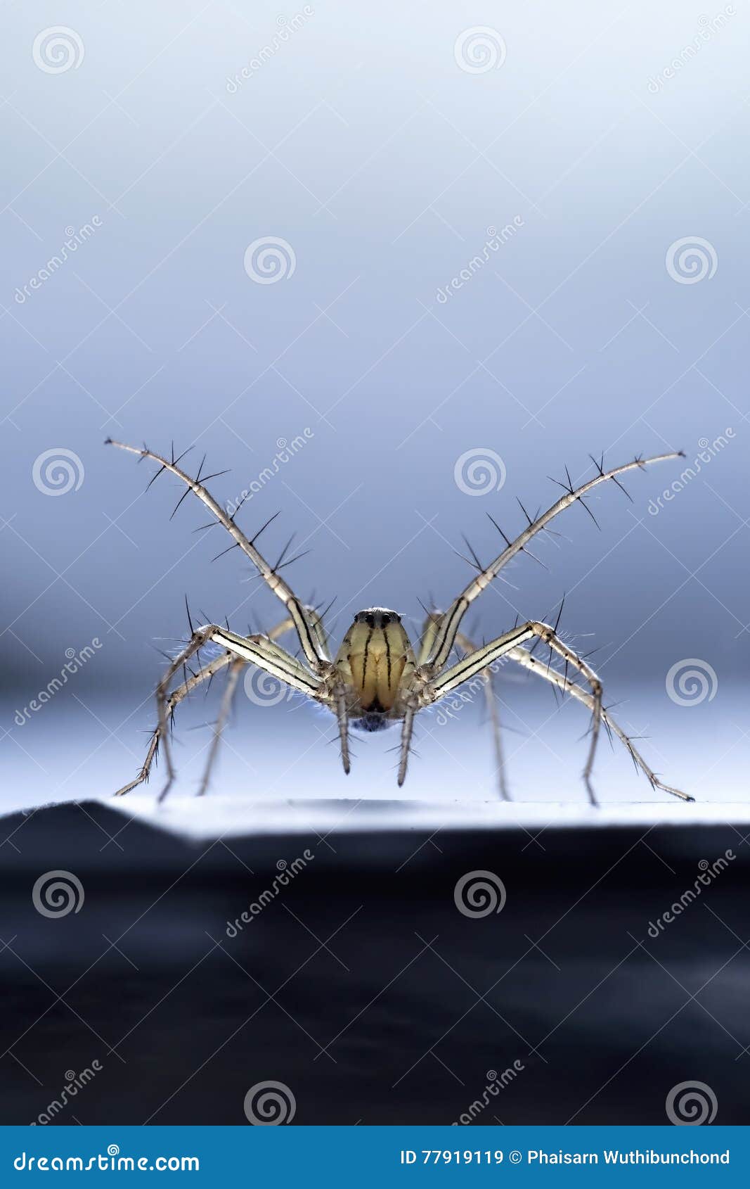 Spider In A Web Ready To Catch Insects With Detail Of Cobweb In Morning ...