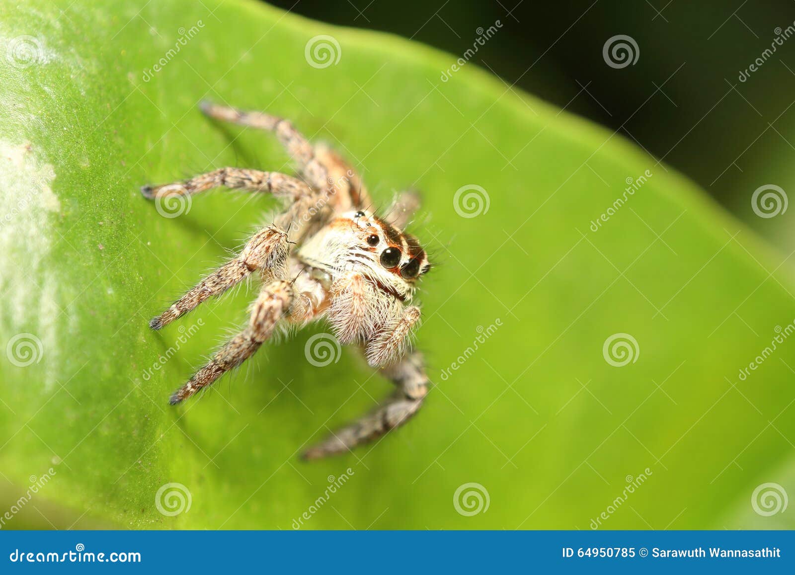 Jump Spider in Thailand Forest Stock Image - Image of leaf, jump: 64950785