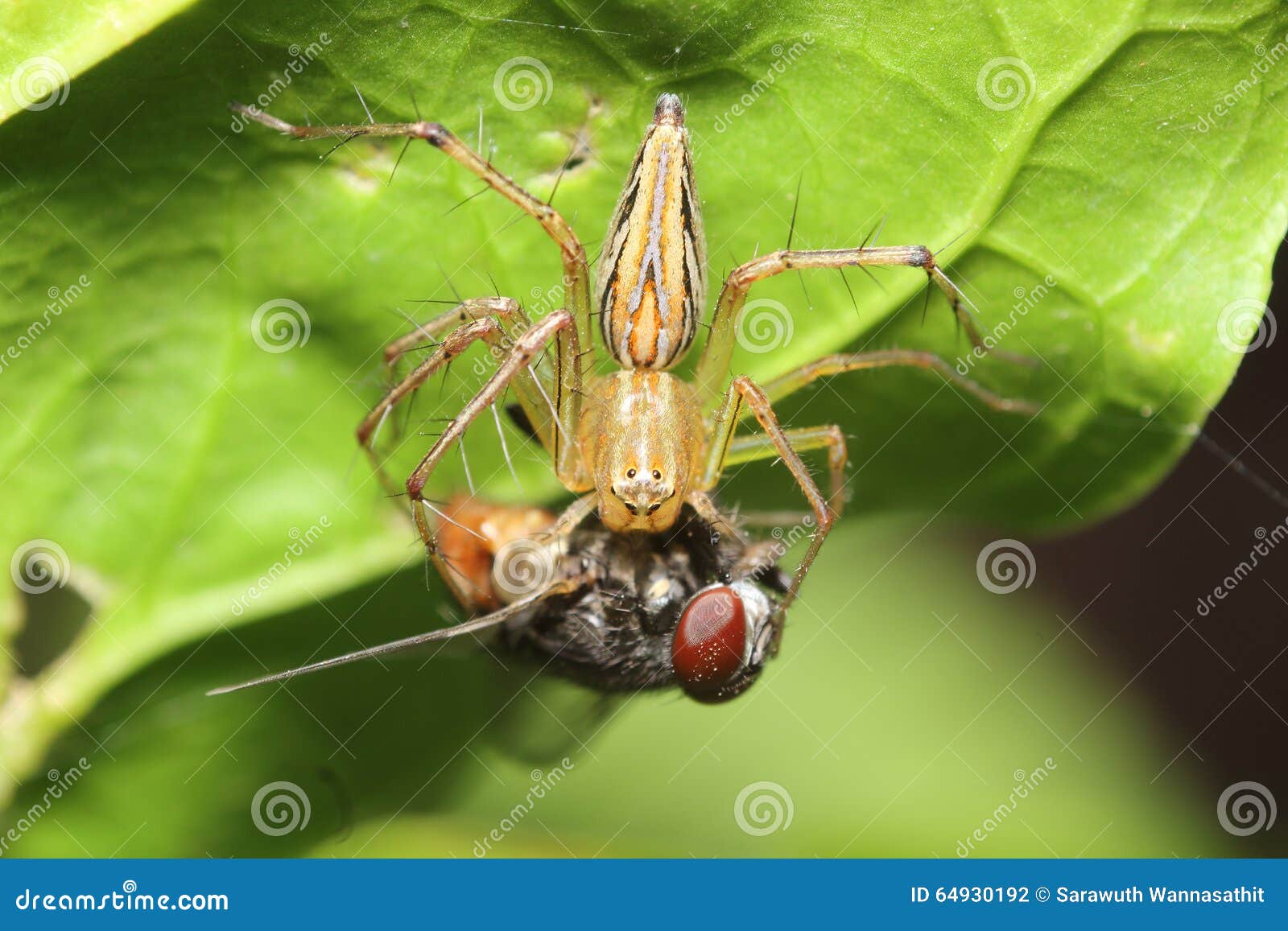 Jump Spider in Thailand Forest Stock Photo - Image of monster, green ...
