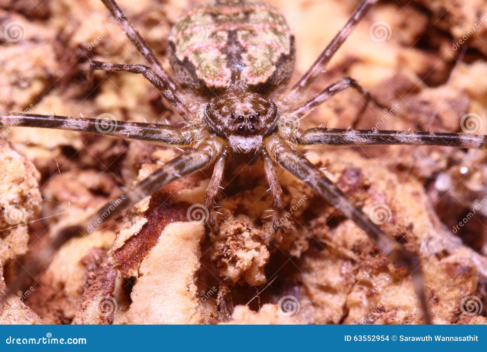 Jump spider stock photo. Image of garden, plant, green - 63552954