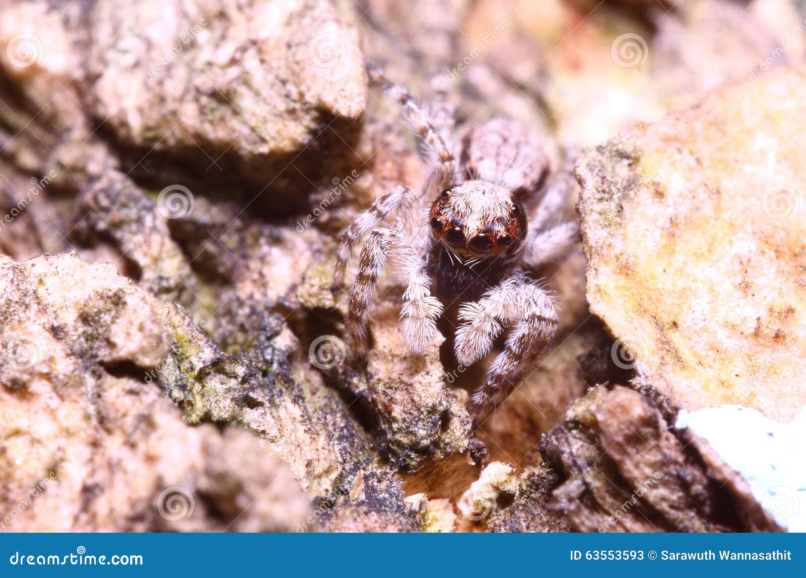 Jump spider stock image. Image of spider, macro, beautiful - 63553593