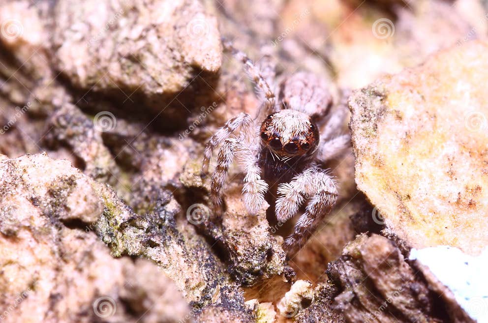 Jump spider stock image. Image of spider, macro, beautiful - 63553593