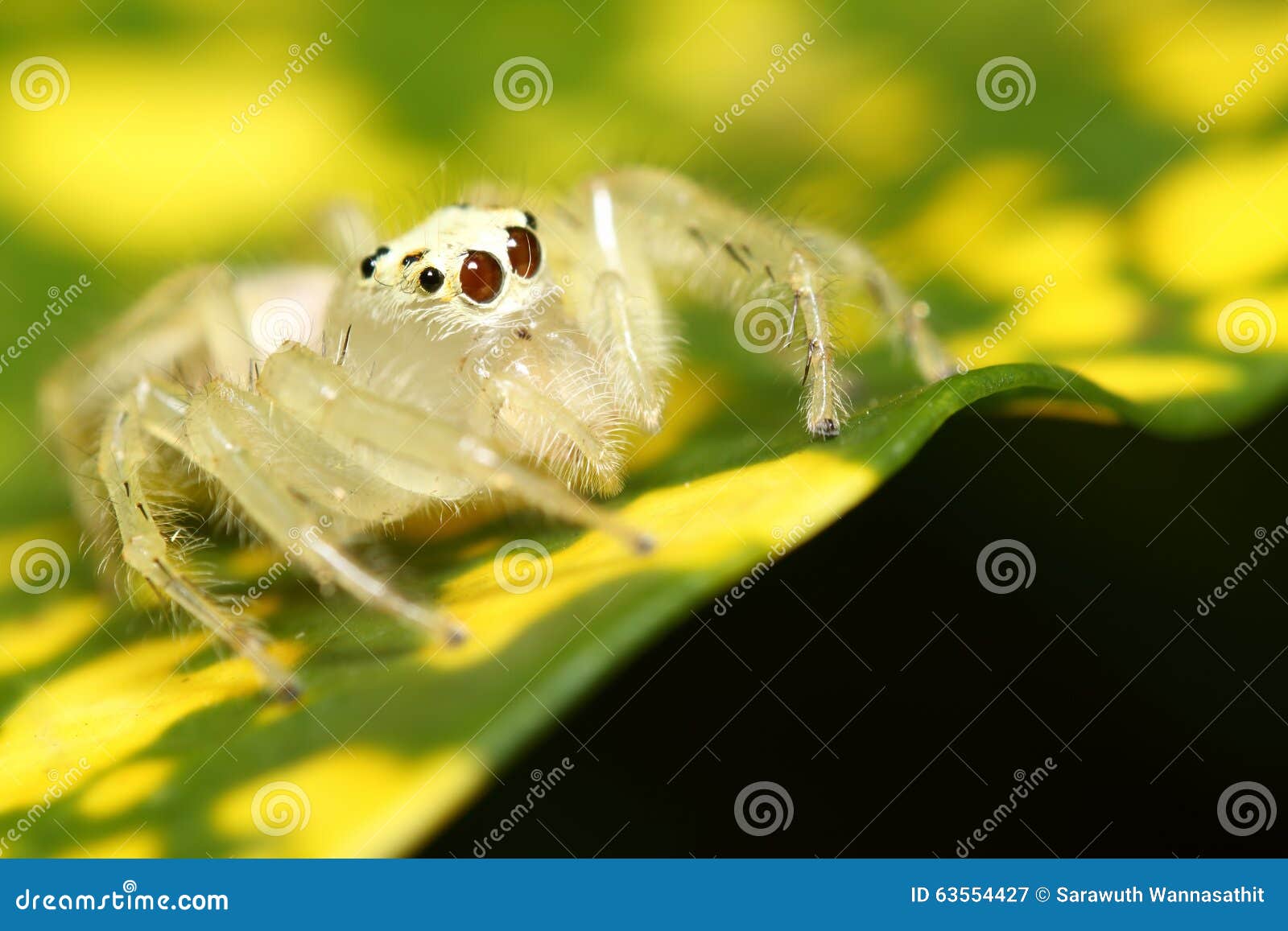 Jump spider stock image. Image of salticidae, color, saltigrade - 63554427