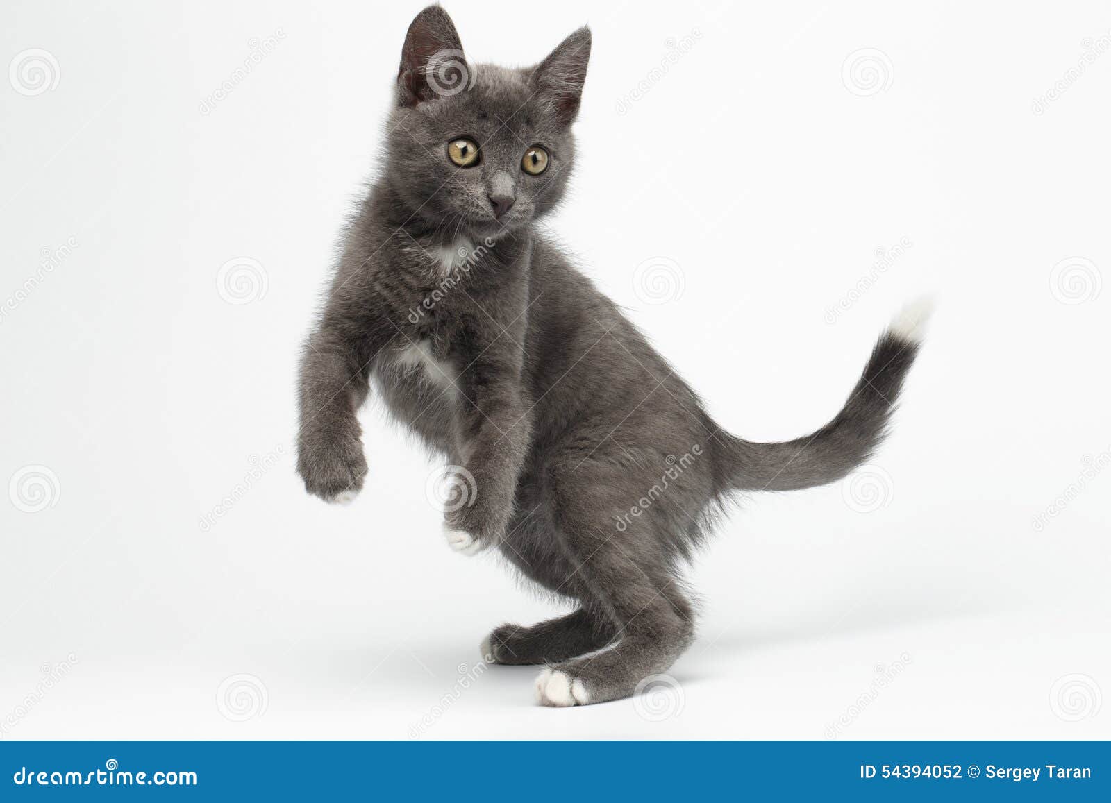Jumped Playful Gray Kitty on White Stock Photo - Image of kitty, breed ...