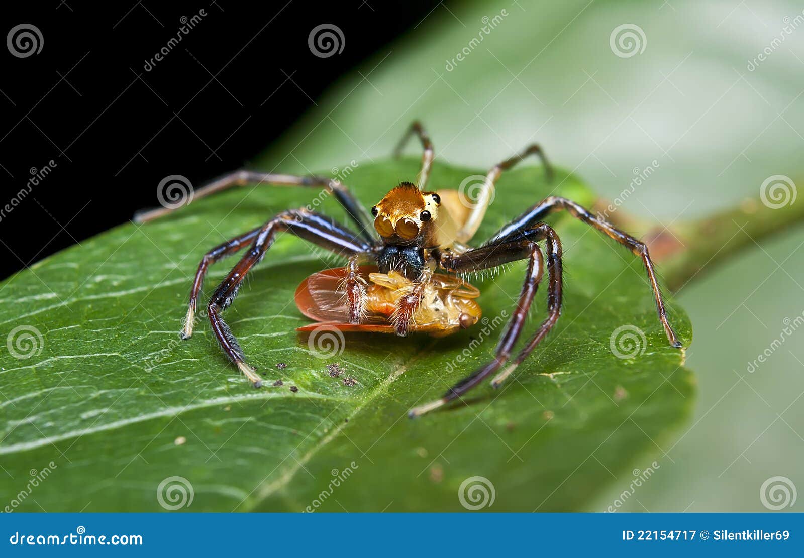 Jumper stock image. Image of nature, leaf, jumper, tree - 22154717