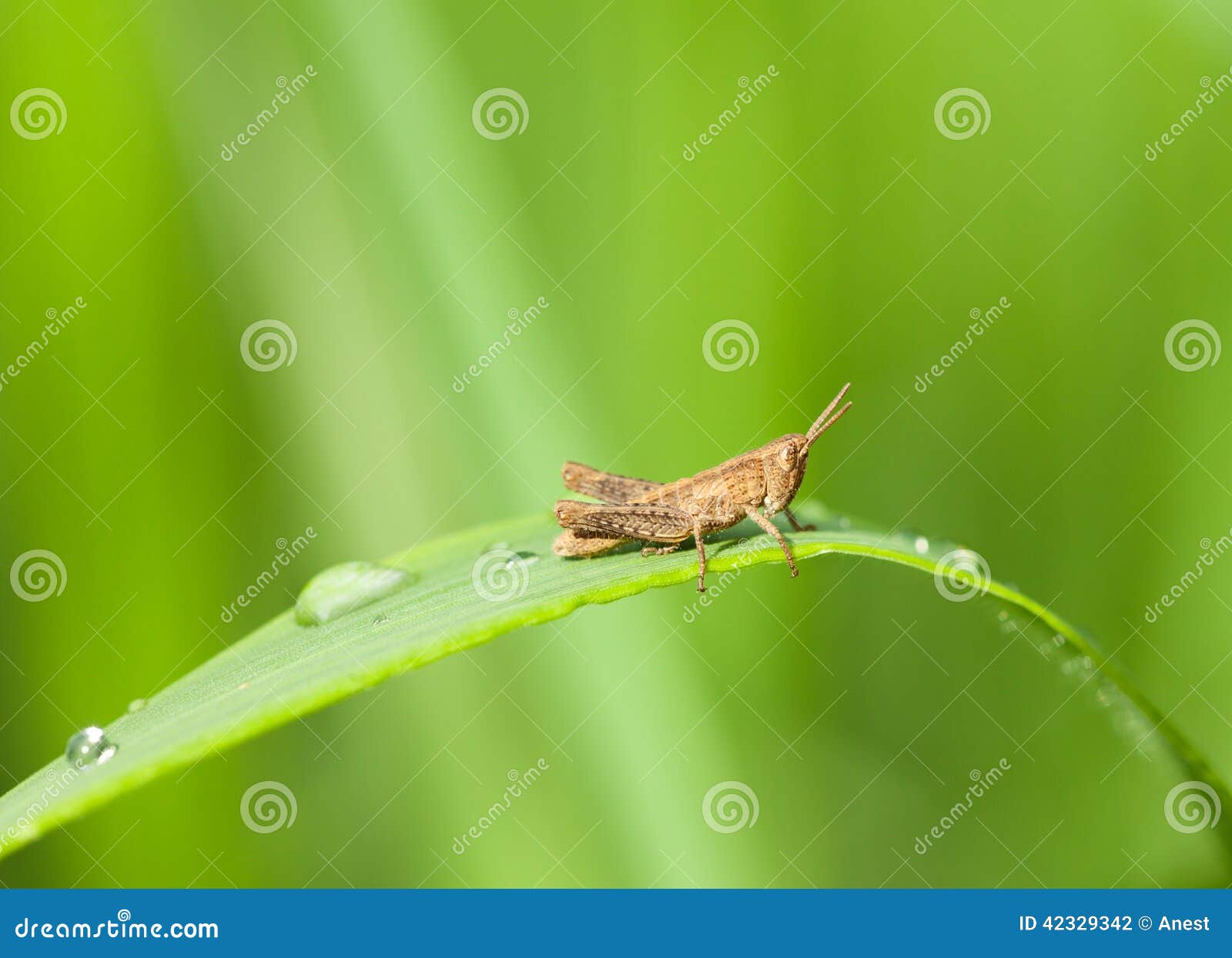 Jumper on grass blade stock photo. Image of macro, animal - 42329342